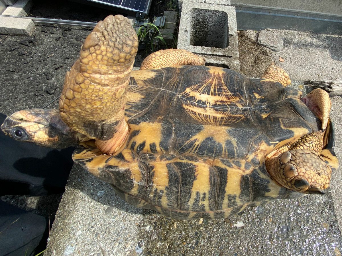 Geschlechter | RADIATA.CH